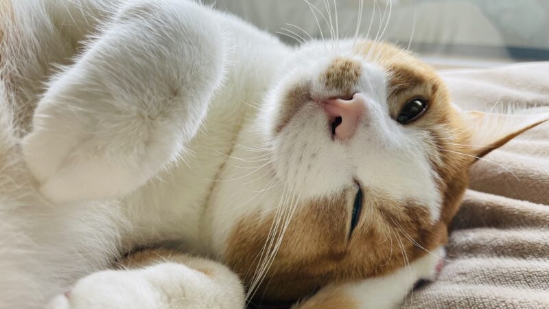 プロフィール | UTO’s room